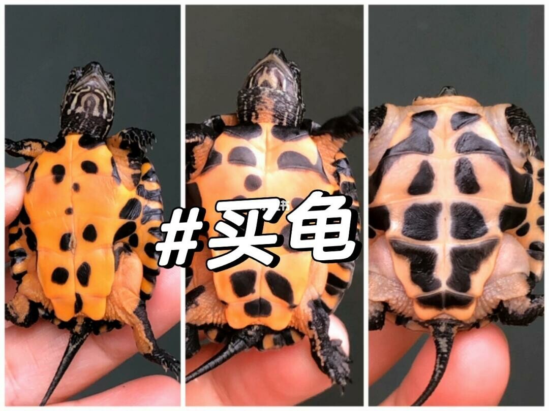 How to Buy a Good Turtle in a Live Streaming Room? Learn to Easily ...