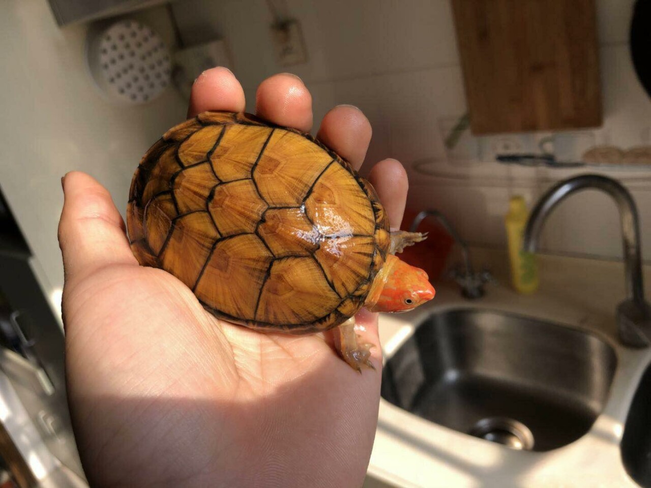 Why Does the Head of the Red-faced Mud Turtle Turn Darker After ...