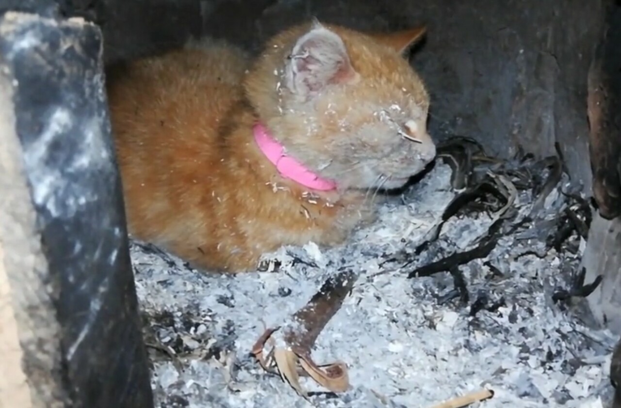 Why Do Cats Like to Crawl into Stoves? Unique Ways Rural Cats Keep Warm ...