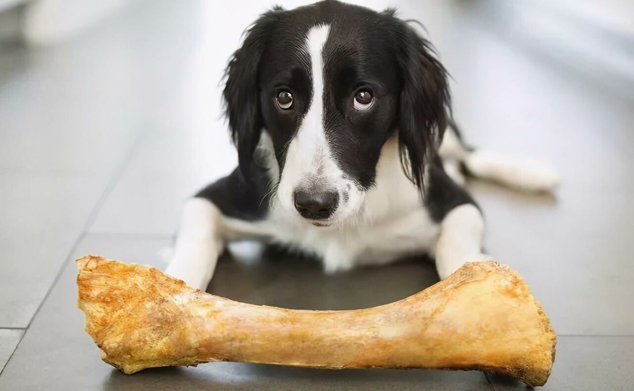 The Benefits and Risks of Dogs Eating Bones: Expert Interpretation - KaiPet