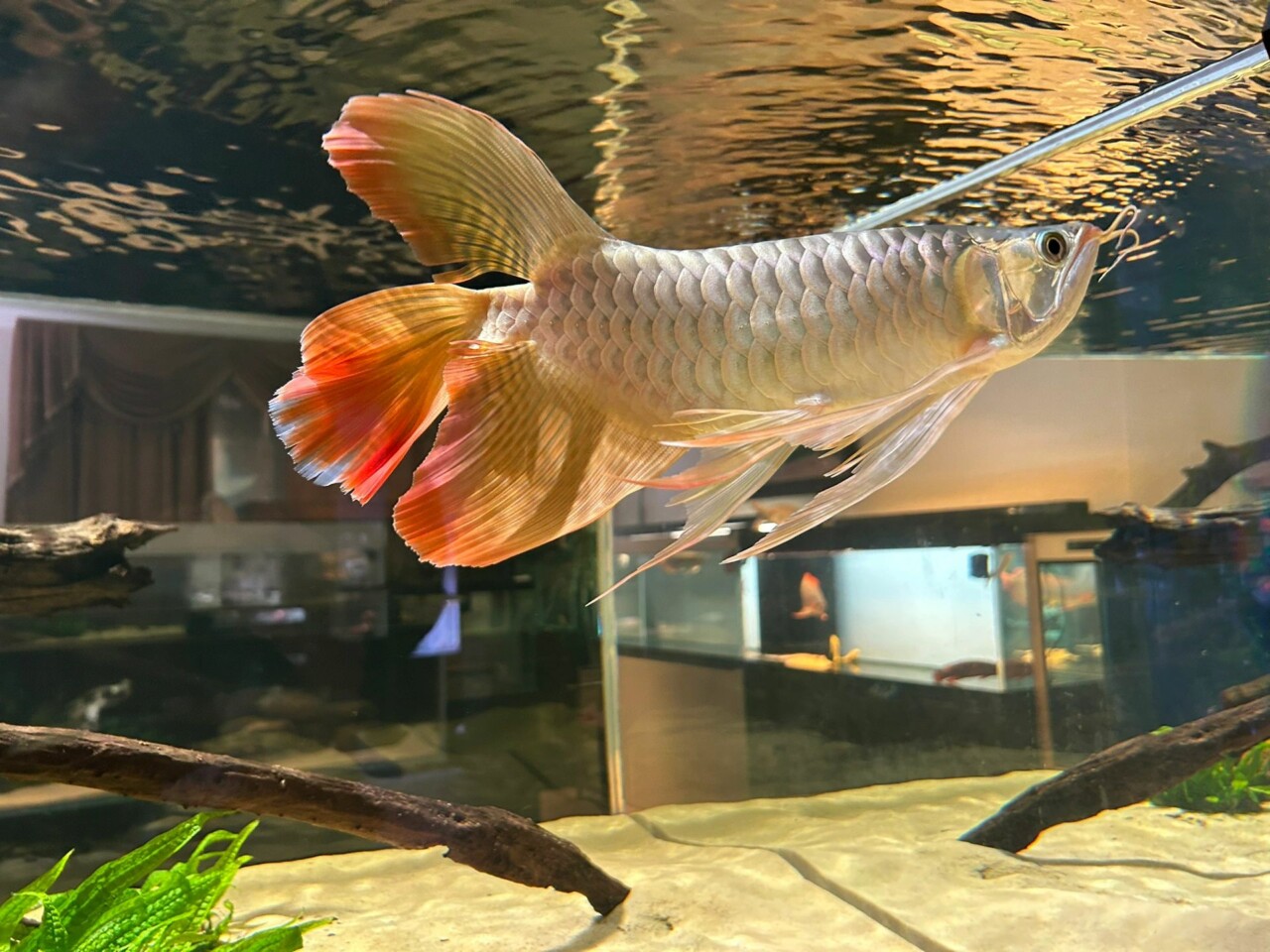 Arowana Care Temperature Guide: Temperature Control Tips for Different ...