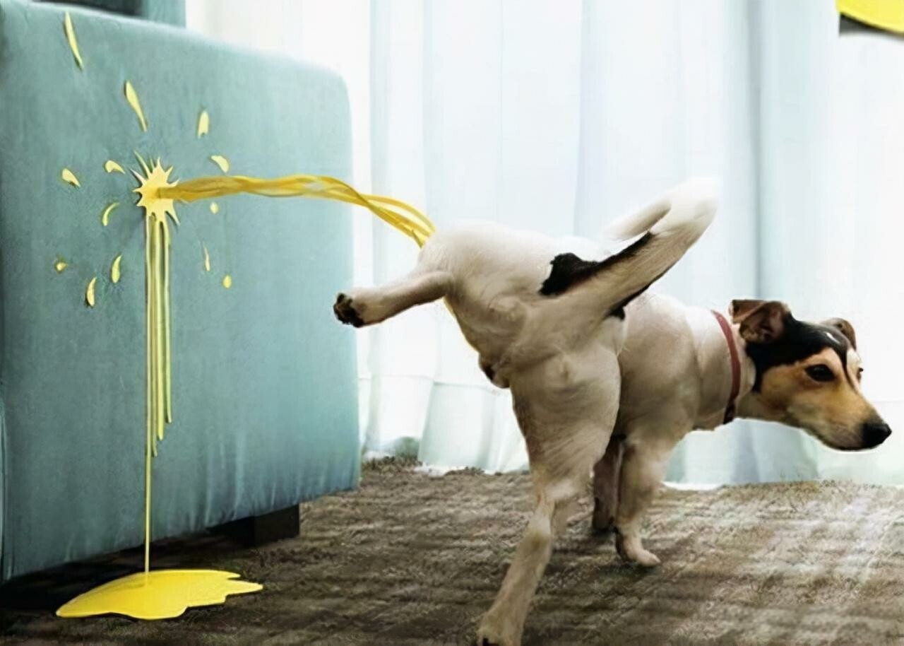 Why Do Dogs Lift a Leg While Urinating? Unveiling the Hidden Reasons ...