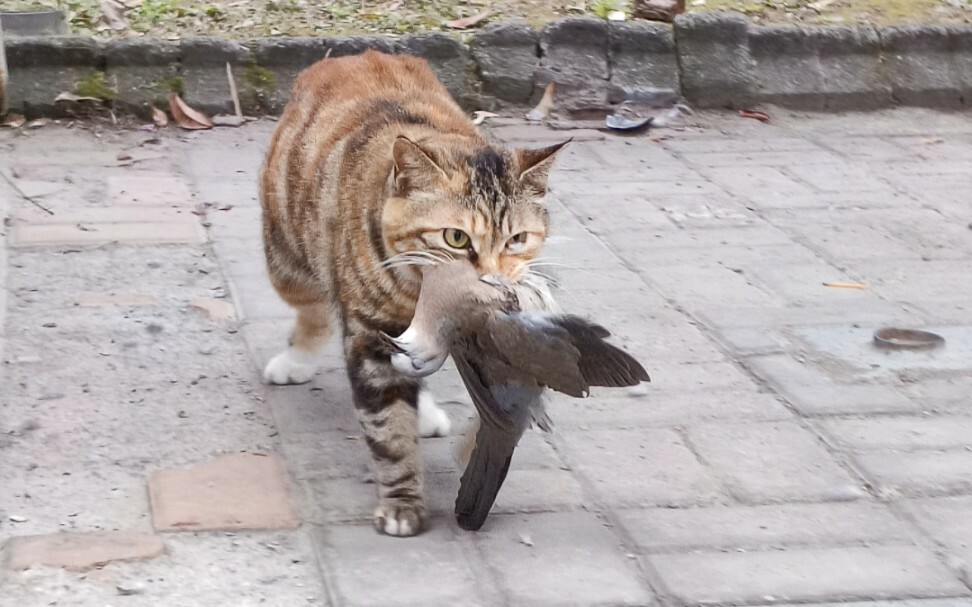 Is Feeding Stray Cats Right or Wrong? How to Find a Balance Between ...