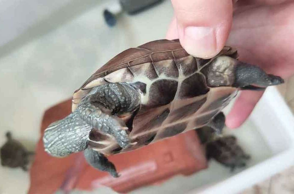 Methods for Determining a Turtle's Hibernation Status: How to ...