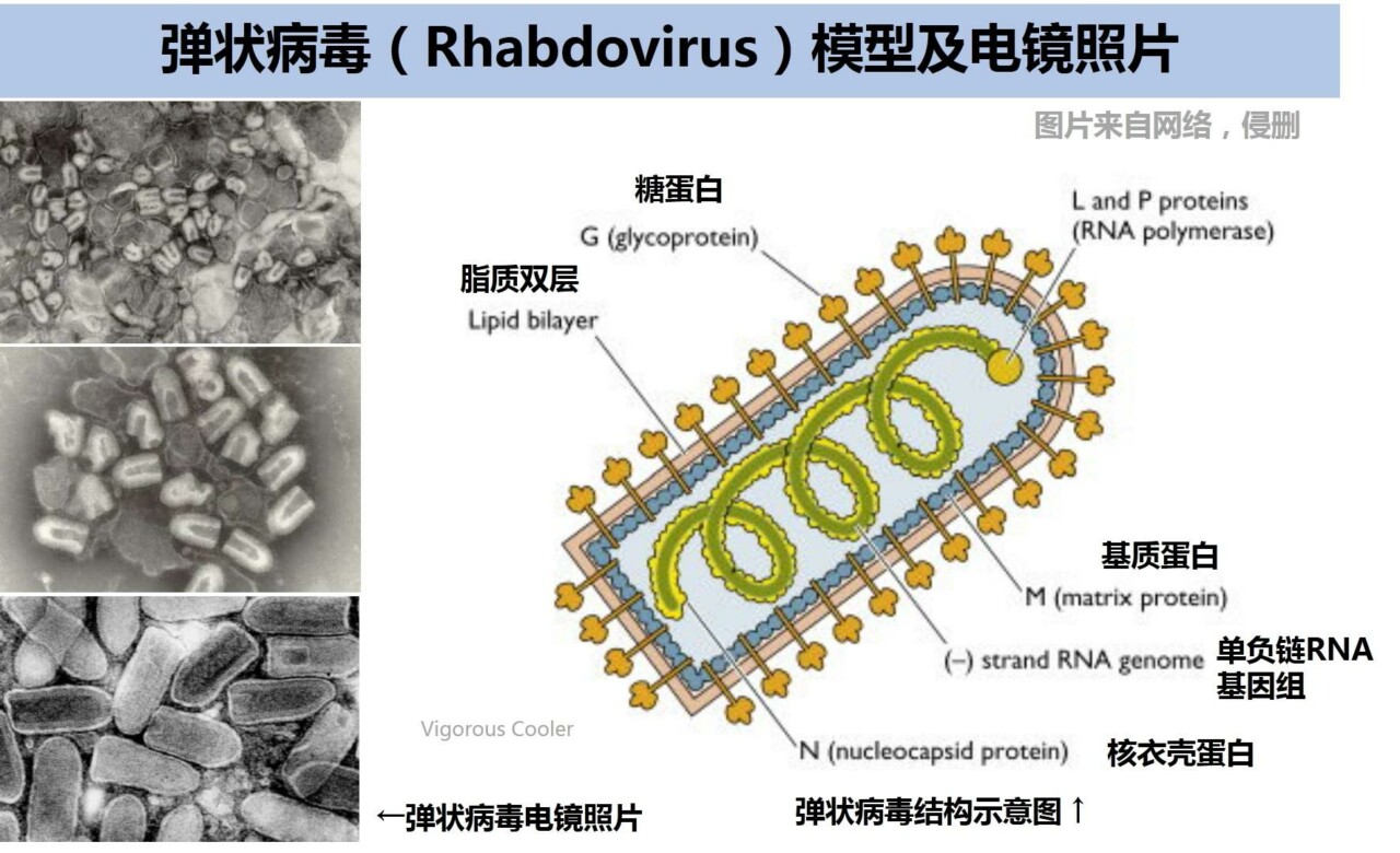 Is There Any Hope Once Rabies Symptoms Appear?A Complete Analysis of ...