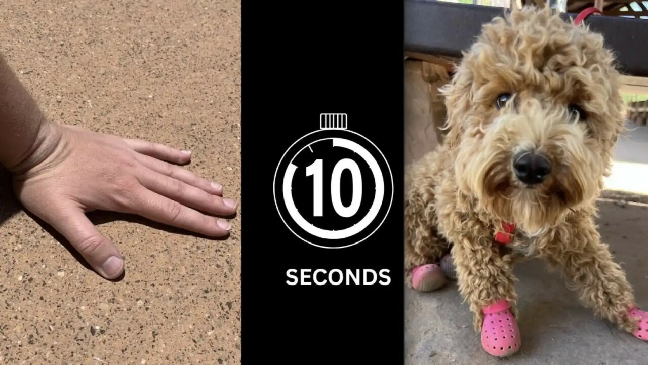Zion National Park’s “Ten Second Paws” Rule: Ensuring Canine Safety in ...