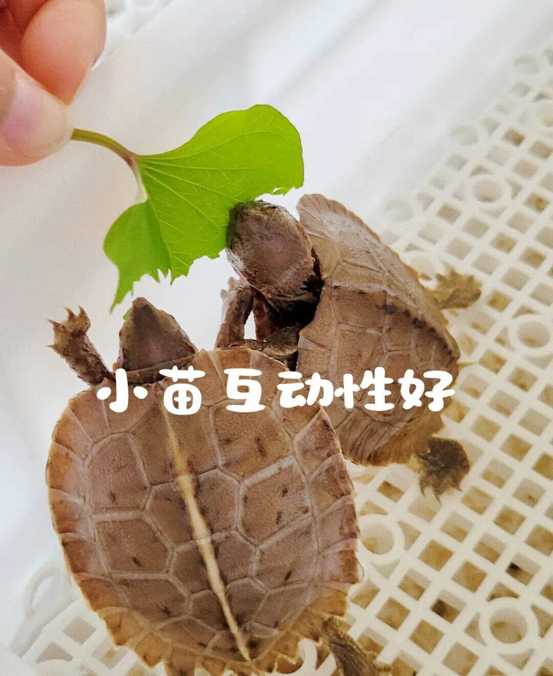 Is the Asian Giant Pond Turtle Worth Keeping? Care Experience and ...