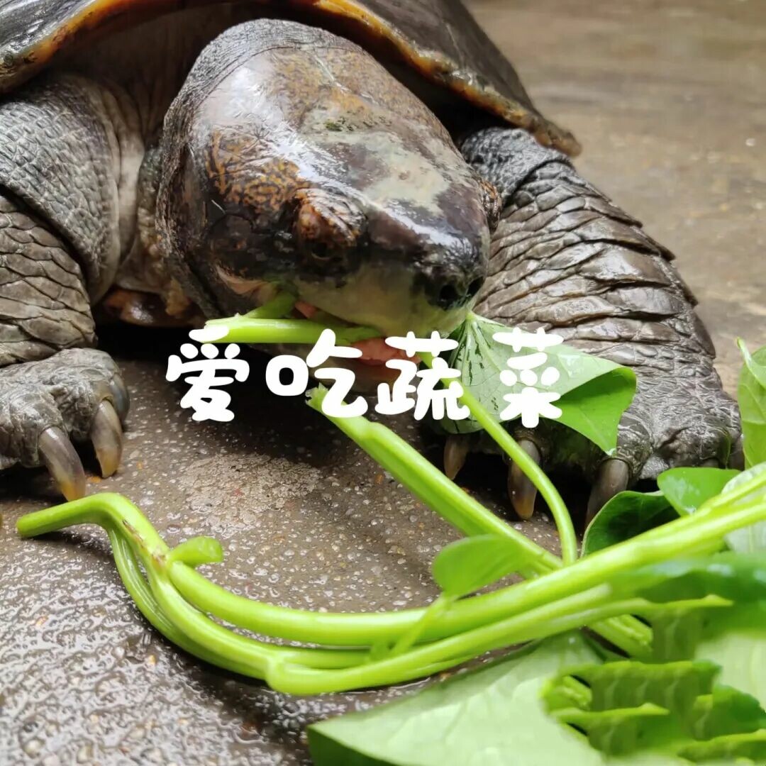Is the Asian Giant Pond Turtle Worth Keeping? Care Experience and ...