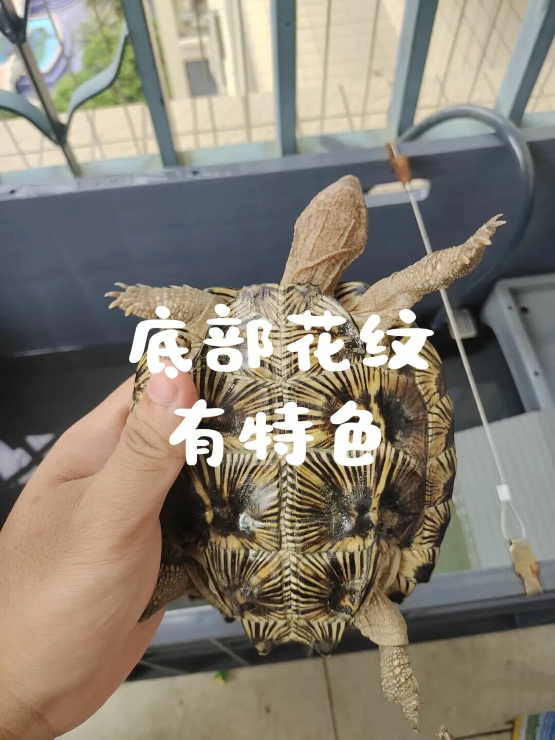Is the Asian Giant Pond Turtle Worth Keeping? Care Experience and ...