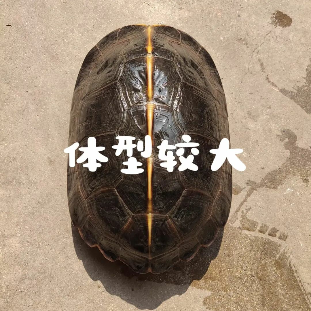 Is the Asian Giant Pond Turtle Worth Keeping? Care Experience and ...