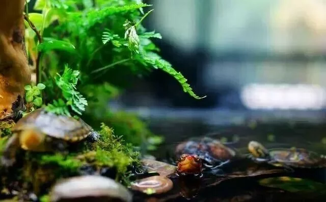 Is Aquascaping a Turtle Tank Necessary? The Keeping Choices of ...