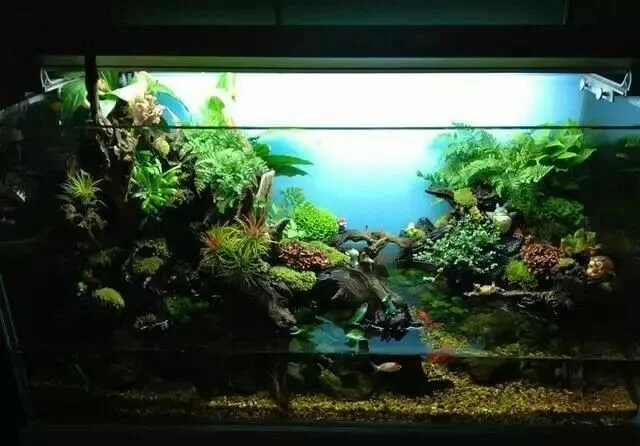 Is Aquascaping a Turtle Tank Necessary? The Keeping Choices of ...