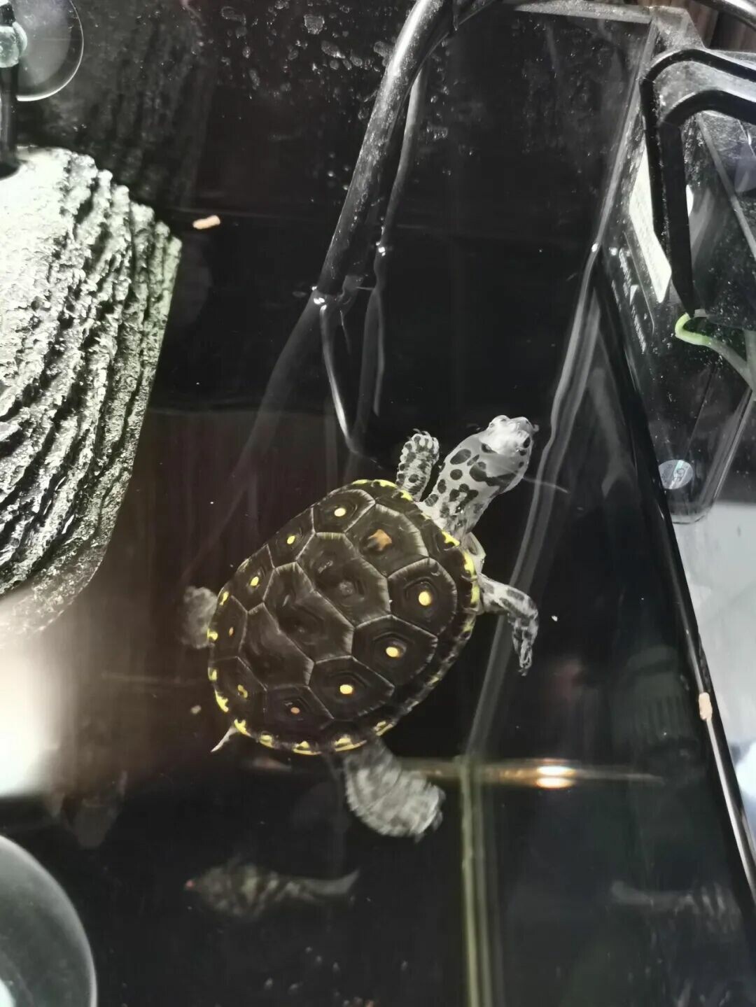 A Complete Guide for Diamondback Terrapin Beginners: Selection, Rearing ...