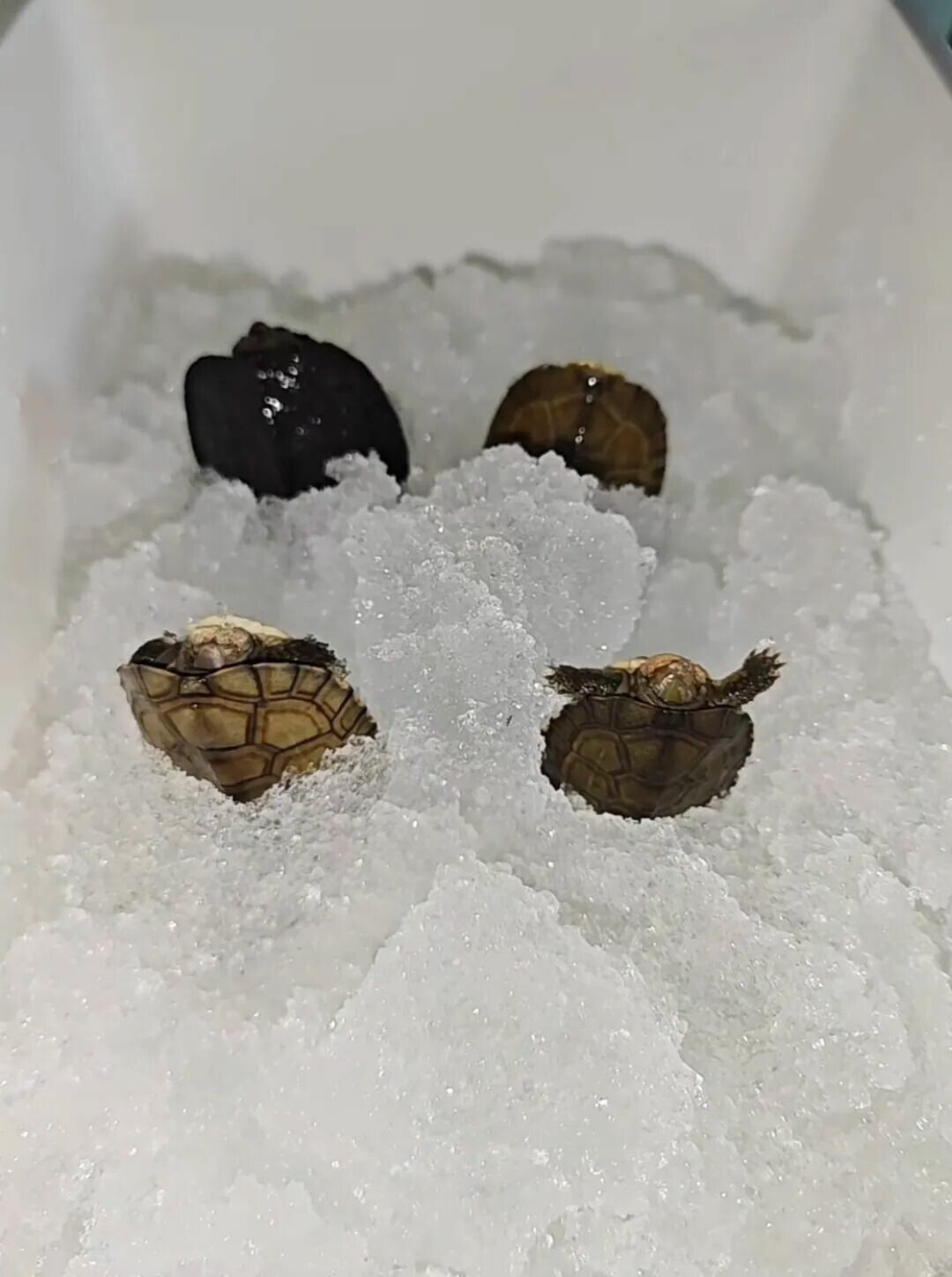A Must-Read for Beginners: A Guide to Turtle Hibernation Preparation ...