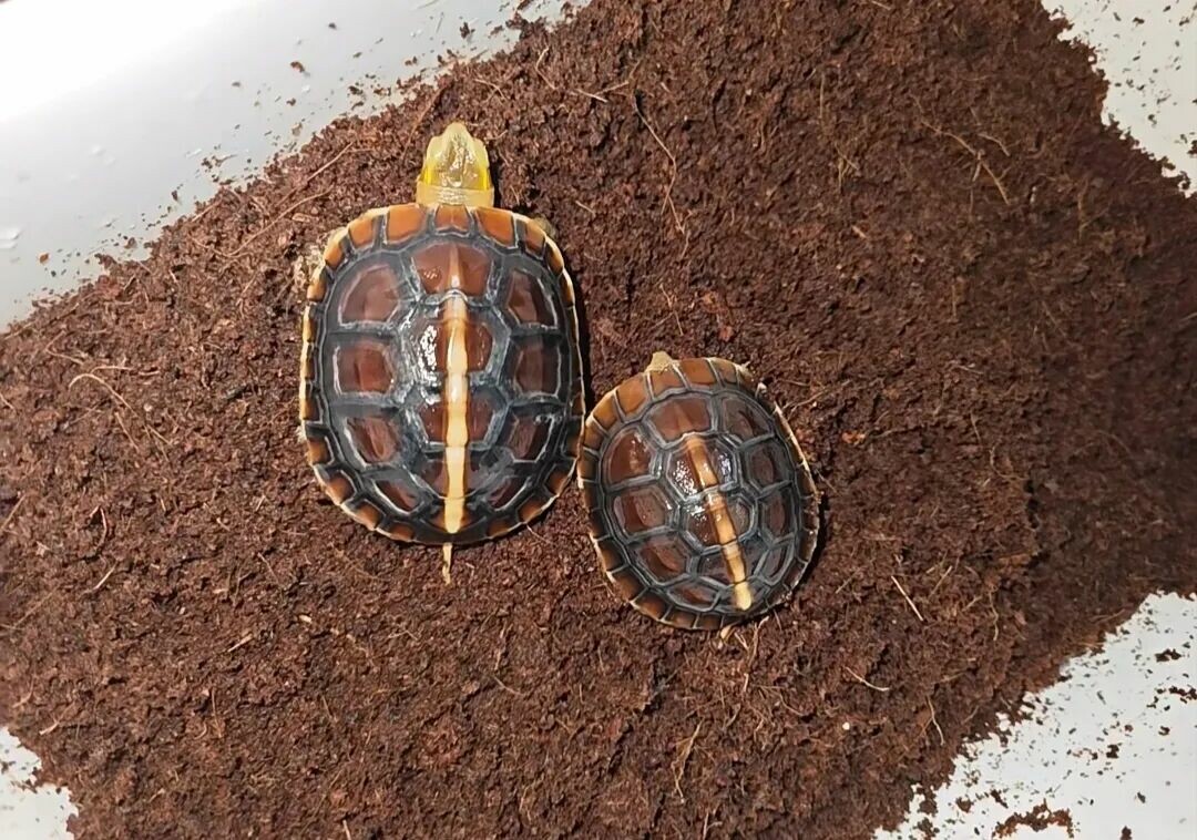 A Must-Read for Beginners: A Guide to Turtle Hibernation Preparation ...