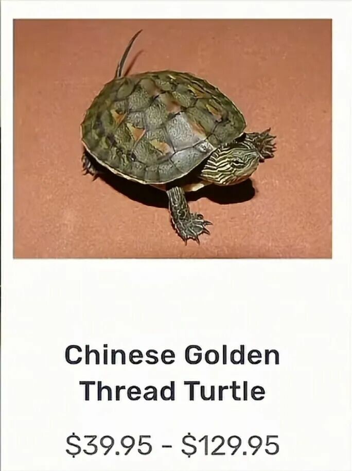 The Value Reversal of Chinese Domestic Turtles Abroad: From 'Cabbage ...