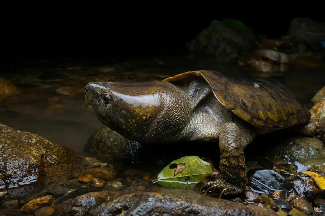 Top 5 Most Difficult Turtles to Keep, How Many Can You Successfully ...