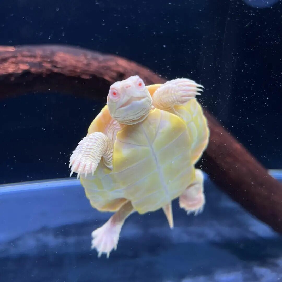6 Turtle Species That Were Once Exorbitantly Priced and Can Now Be ...