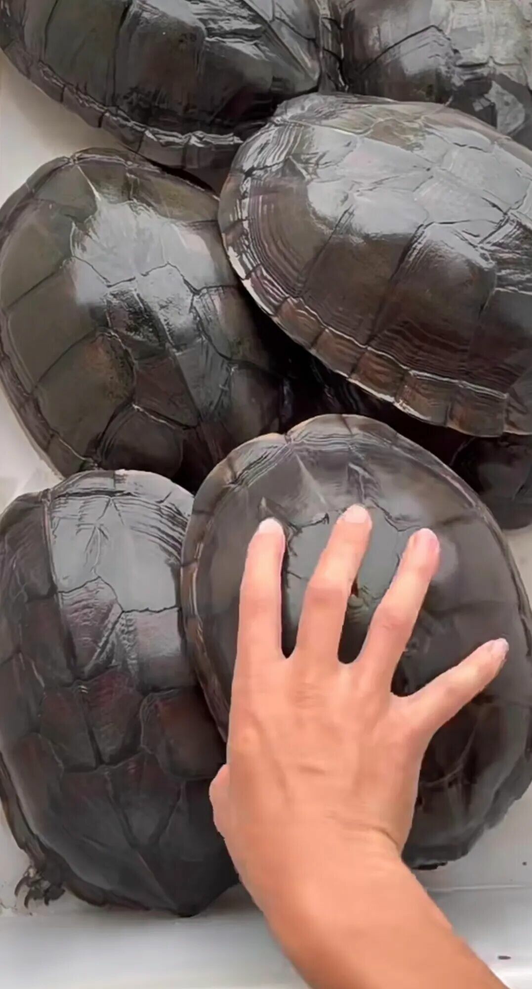 6 Turtle Species That Were Once Exorbitantly Priced and Can Now Be ...