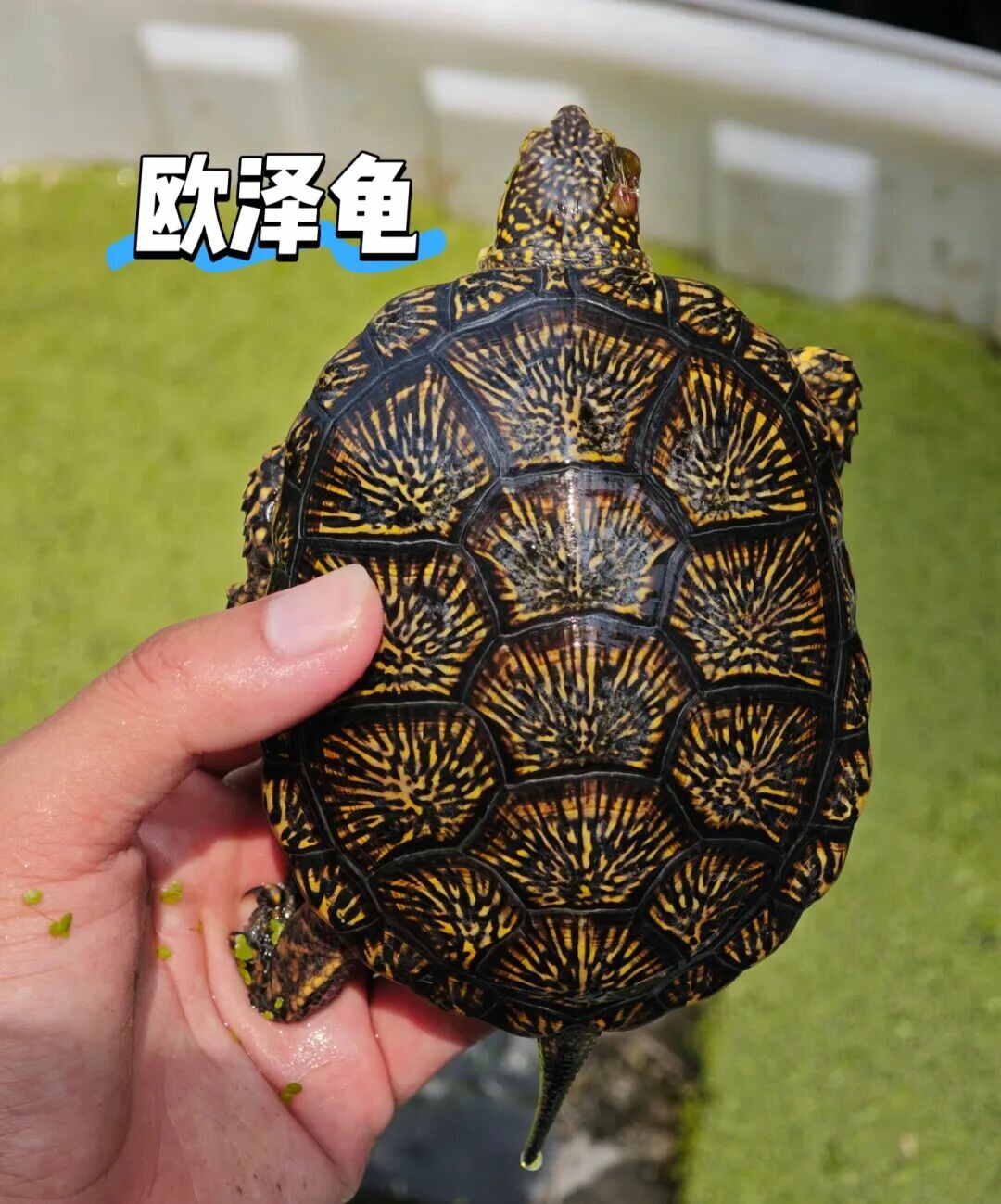 Why are turtle keepers all so 'reliable'? 10 traits to understand your ...