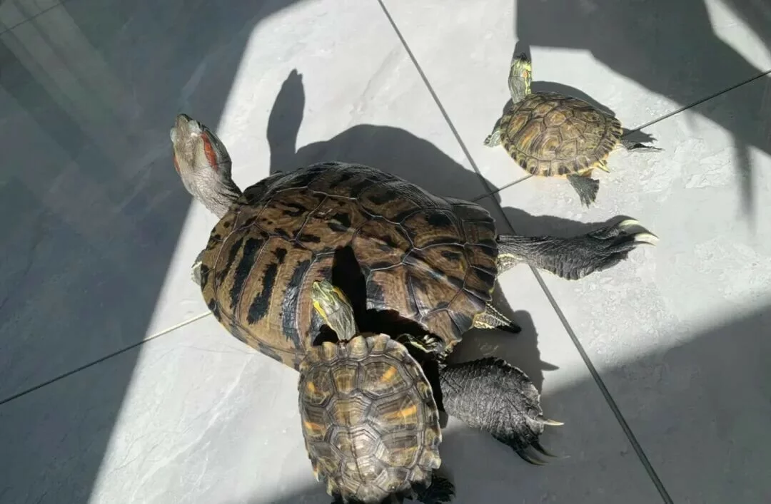 How to Raise a Red-eared Slider? 6 Essential Tips for Beginners to ...