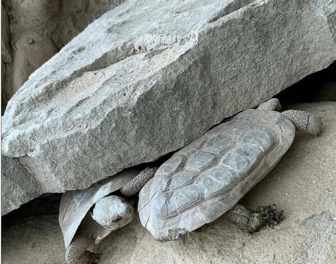 The "Flattened" Pancake Tortoise: Softer Than a Regular Tortoise, How ...
