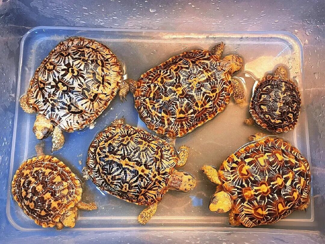 The "Flattened" Pancake Tortoise: Softer Than a Regular Tortoise, How ...