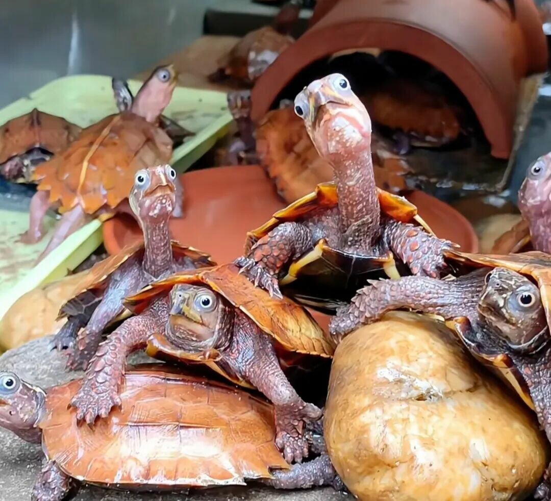 Mata Mata Turtles, Pig-Nosed Turtles…… Unveiling 10 Bizarre Turtles to ...