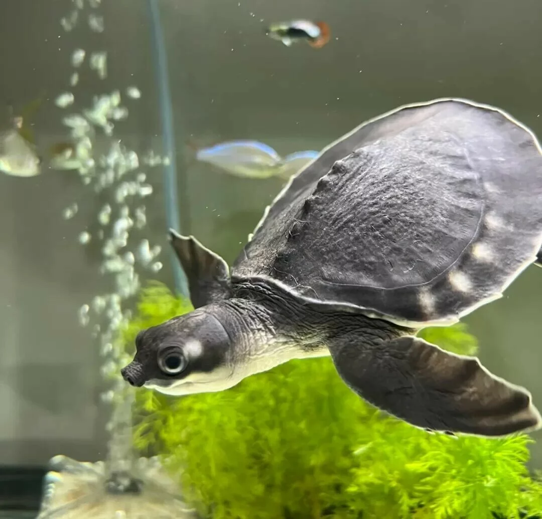 Mata Mata Turtles, Pig-Nosed Turtles…… Unveiling 10 Bizarre Turtles to ...