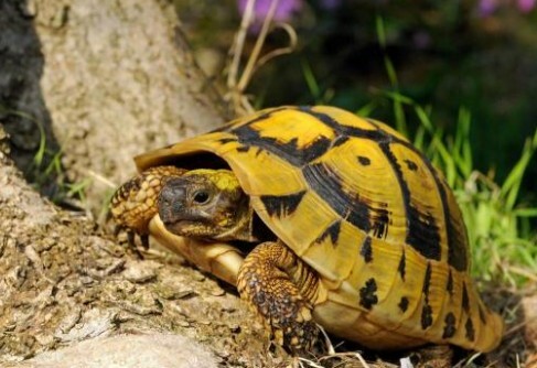 The Complete Guide to Turtle Hibernation: When to Start and 6 Methods ...