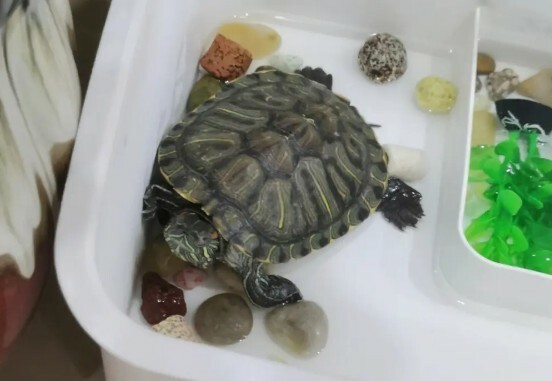 How to Find a Turtle That Ran Away? 5 Highly Effective Search Methods ...