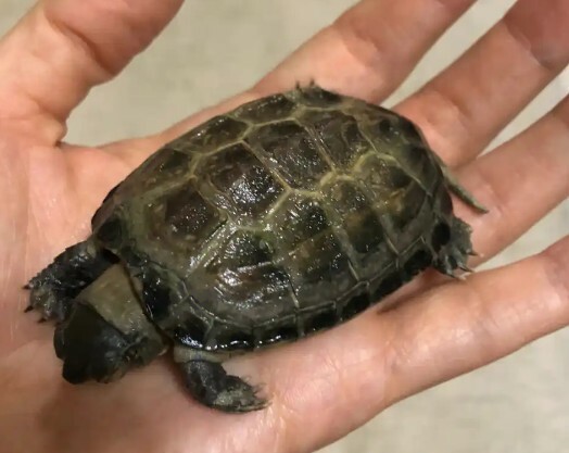 How to Find a Turtle That Ran Away? 5 Highly Effective Search Methods ...