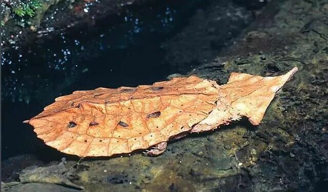 Mata Mata Turtle: Bizarre in Appearance, but Difficult to Keep ...