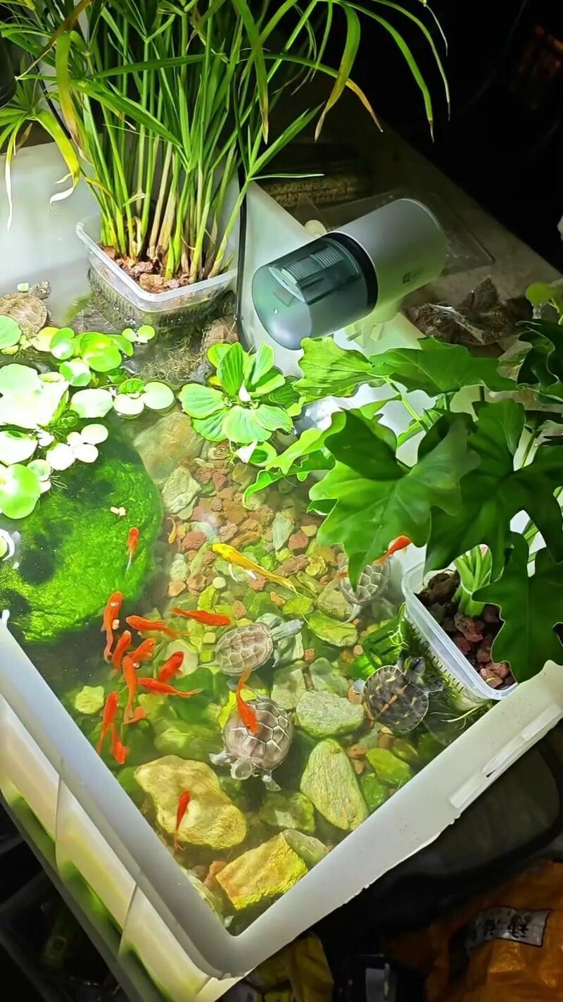 Why Do Turtles Fight in Cohabitation? It's Not the Tank Size, It's ...
