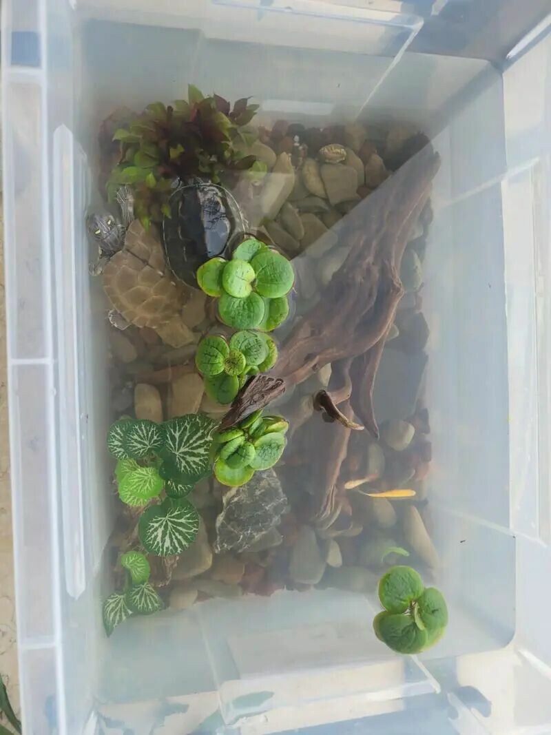 Why Do Turtles Fight in Cohabitation? It's Not the Tank Size, It's ...