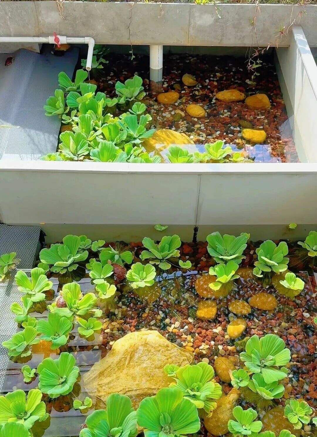 Why Do Turtles Fight in Cohabitation? It's Not the Tank Size, It's ...