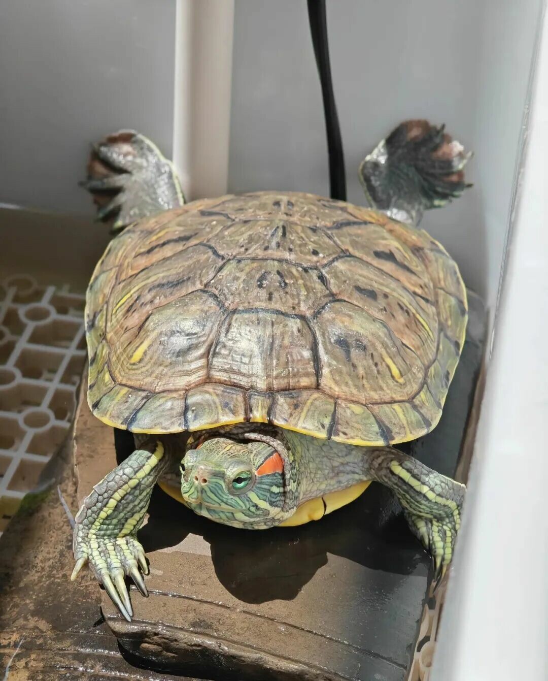 White Eyes While Sleeping: Is Your Turtle Sick? Discover 4 Poses That ...
