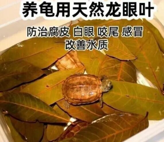 Keeping Turtles with Longan Leaves: 6 Major Benefits for Water Quality ...