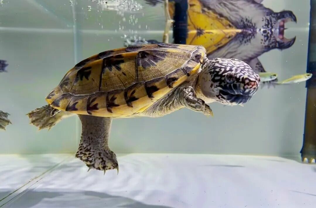 Largest Turtle Size: A 2.26-meter Giant Turtle vs. a 417-kilogram ...