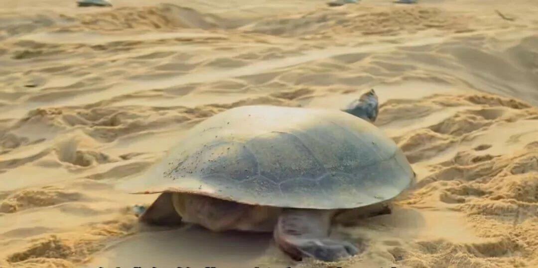 Largest Turtle Size: A 2.26-meter Giant Turtle vs. a 417-kilogram ...