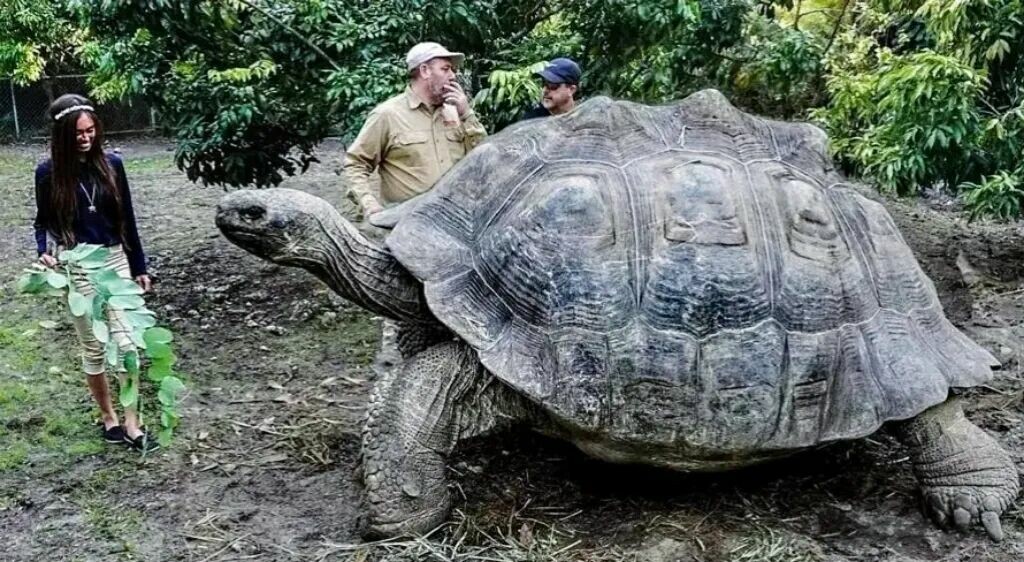 Largest Turtle Size: A 2.26-meter Giant Turtle vs. a 417-kilogram ...