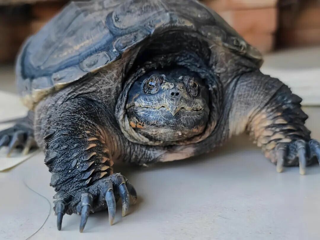 An Analysis of Snapping Turtle Species: 2 Main Types, 4 Subspecies, and ...