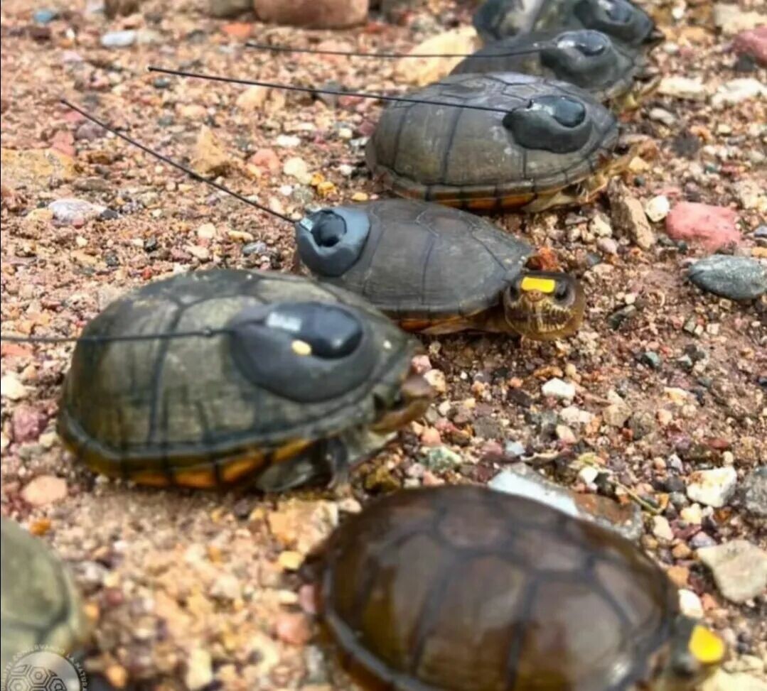 What is the Smallest Turtle? An Inventory of 8 Mini Turtles You Can ...