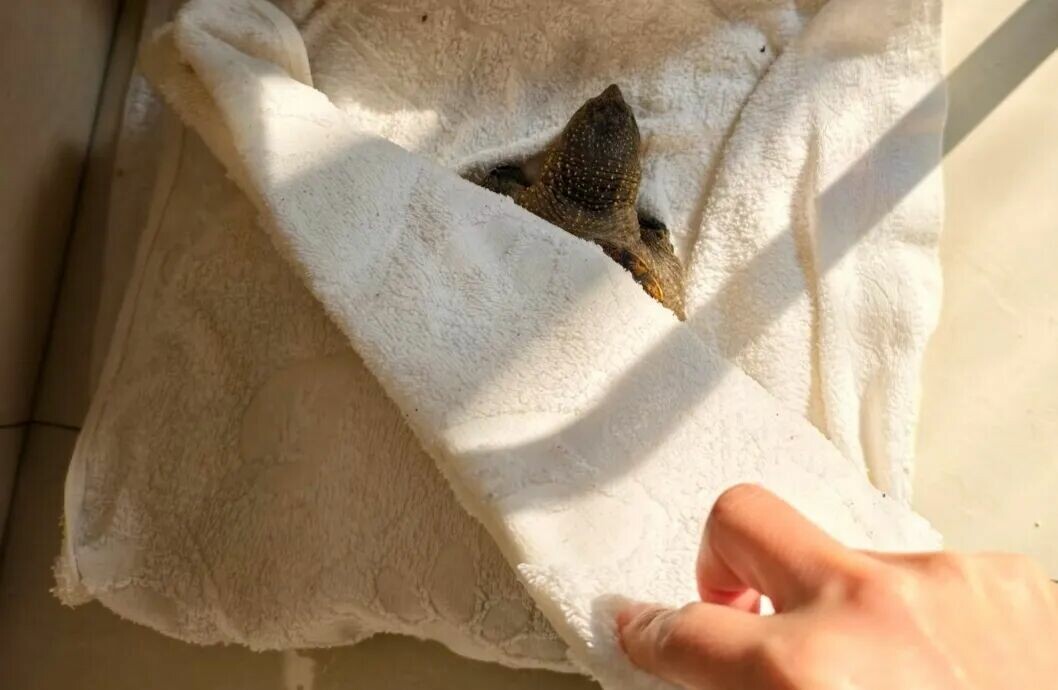 How Do Turtles Get Through Winter? The Correct Hibernation Method and 8 ...