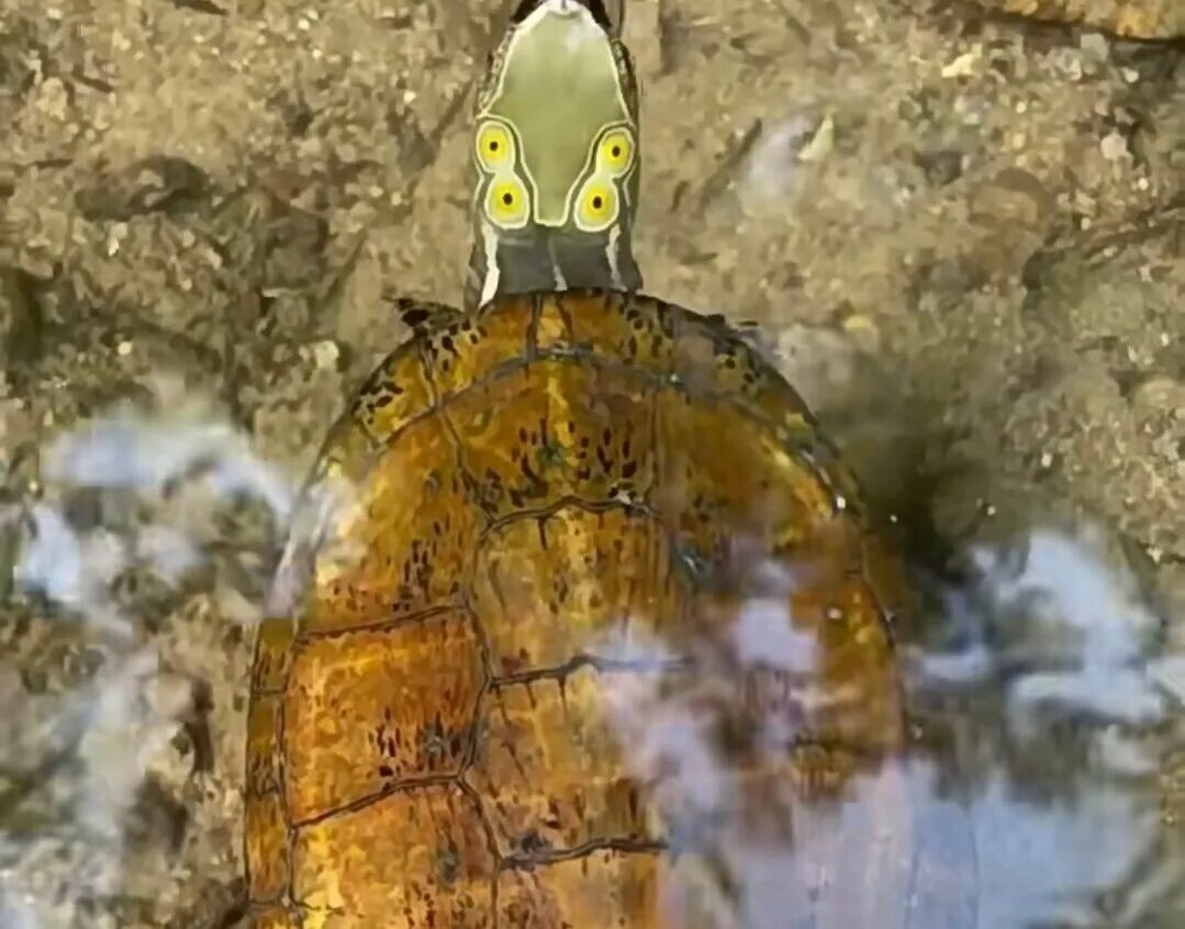 How Many Turtle Species Are There in China? Unveiling 8 Fun Facts About ...
