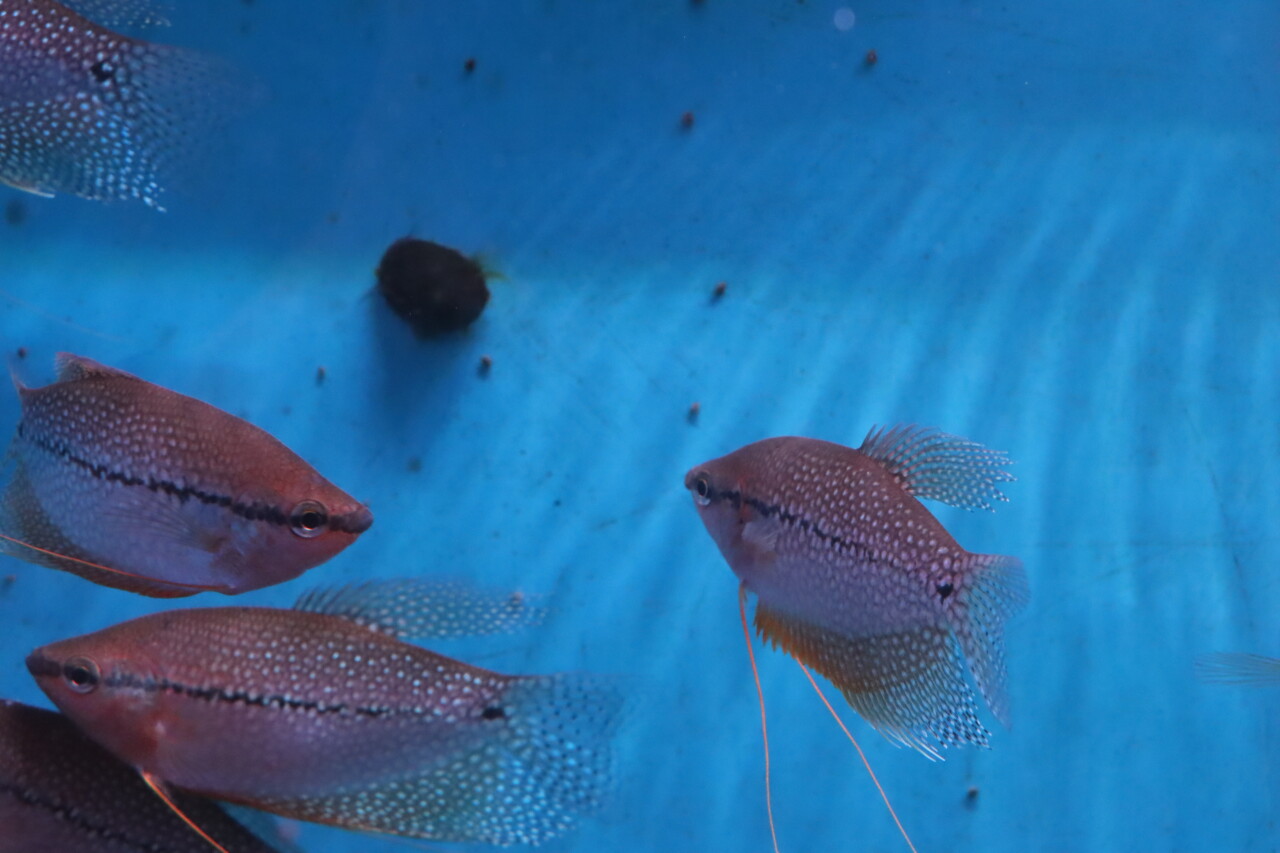 Whiskered Ornamental Fish: A Complete Guide to Their Characteristics ...