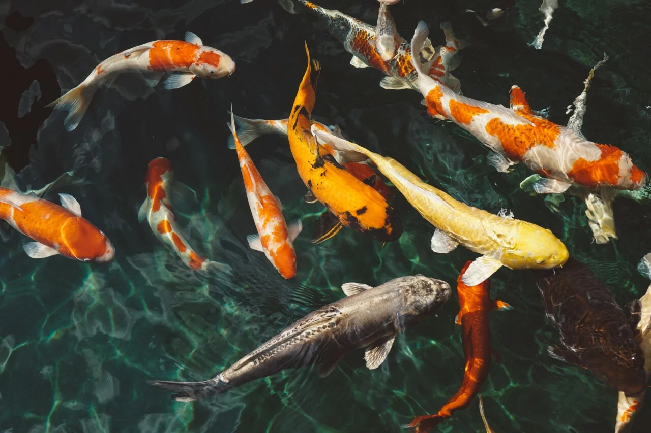 Whiskered Ornamental Fish: A Complete Guide to Their Characteristics ...