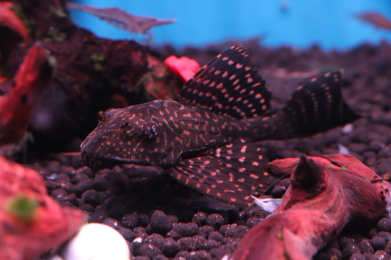 Whiskered Ornamental Fish: A Complete Guide to Their Characteristics ...
