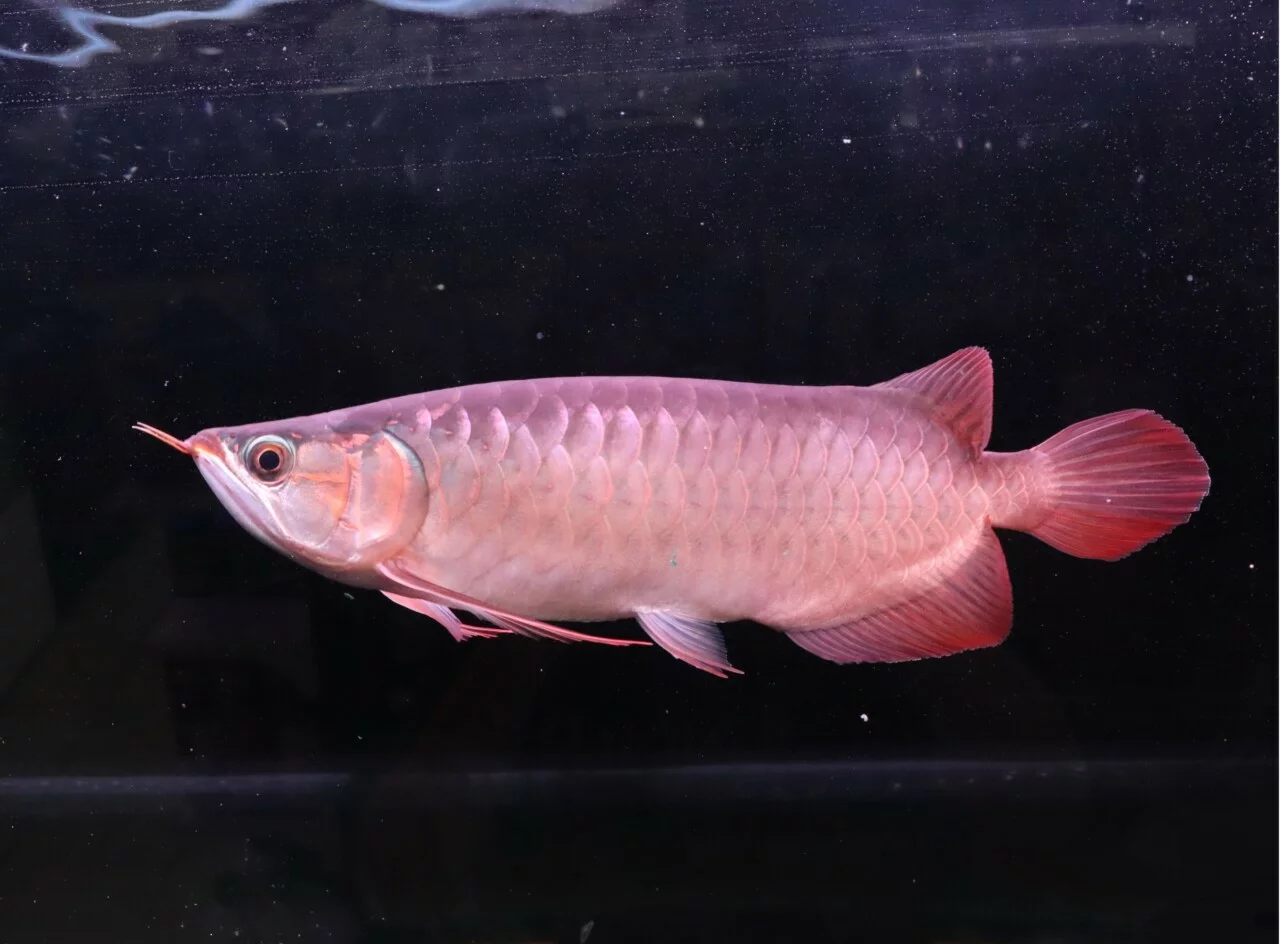Whiskered Ornamental Fish: A Complete Guide to Their Characteristics ...
