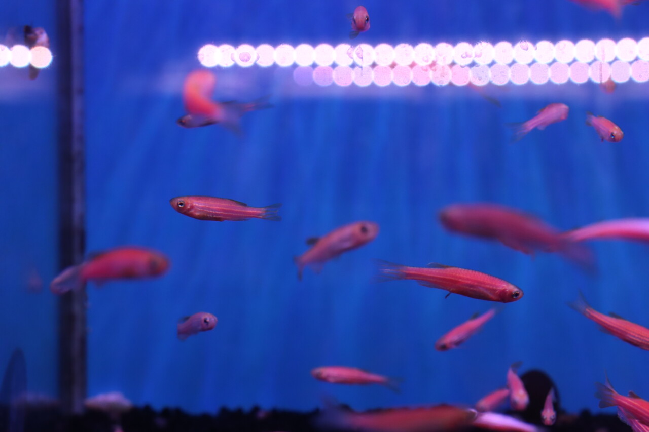 Whiskered Ornamental Fish: A Complete Guide to Their Characteristics ...